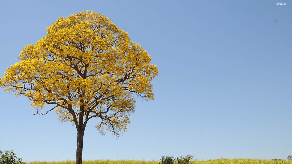 Cursos profissionalizantes gratuitos no Senai de Sumaré: confira as ...